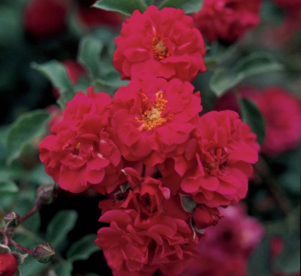 Rosier couvre-sol : le guide complet pour choisir, planter et ...